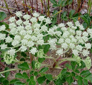 Glehnia from multiple nurseries on Plant Lust