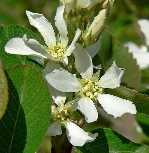 Amelanchier utahensis | Utah Serviceberry | plant lust