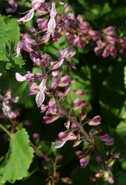 Ocimum labiatum | Orthosiphon labiatus | Pink Cat's Whiskers | Pink ...