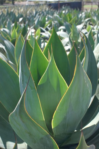 Agave 'Blue Flame' | plant lust