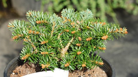 Abies alba 'Hedge' | Hedge European Silver Fir | plant lust