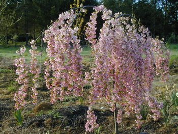 Malus 'Louisa' | Flowering Crabapple | Loiusa Weeping Crabapple ...
