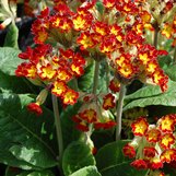 Primula veris 'Sunset Shades' | Sunset Shades English Cowslip | Sunset ...