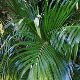 Arenga engleri | Dwarf Sugar Palm | Formosa Palm | plant lust