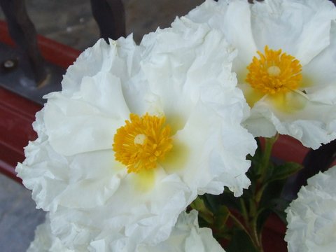 Cistus ladanifer v. petiolaris 'Bennett's White' | Cistus 'Bennet's ...