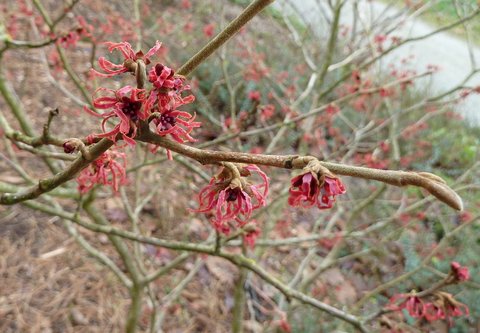 Hamamelis vernalis 'Sandra' | Witch Hazel | plant lust