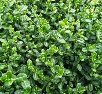 Euonymus from multiple nurseries on Plant Lust