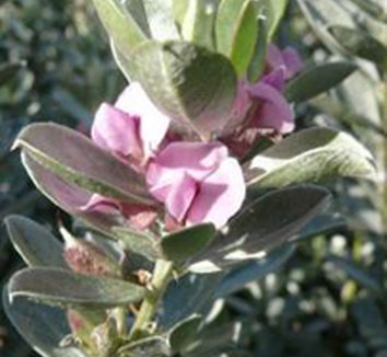 Podalyria from multiple nurseries on Plant Lust