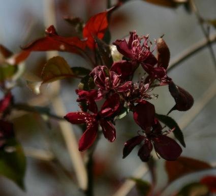 Malus 'Royalty' | Royalty Crabapple | plant lust
