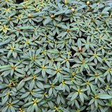Rhododendron pronum | | plant lust