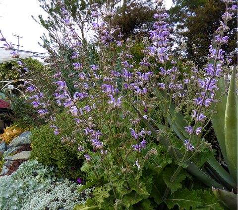 Salvia indica | plant lust