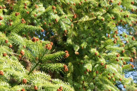Cunninghamia lanceolata | Chinese Cedar | Common China Fir | plant lust