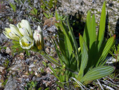 Babiana odorata | Baboon Flower | plant lust