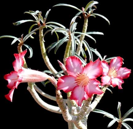 Adenium somalense | Adenium obesum ssp. somalense | plant lust