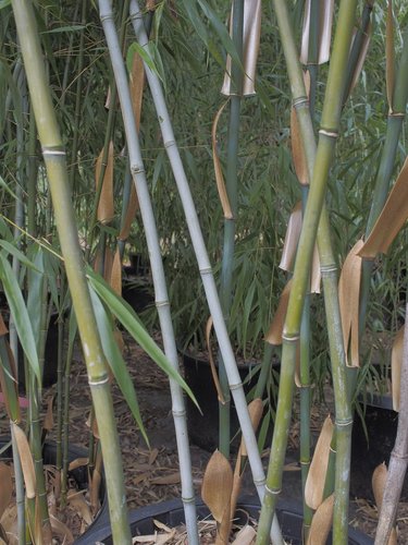 Fargesia scabrida | Fargesia sp. 'Scabrida' | Clumping Bamboo ...