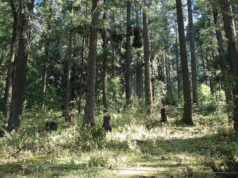 Abies religiosa | Oyamel | Sacred Fir | plant lust