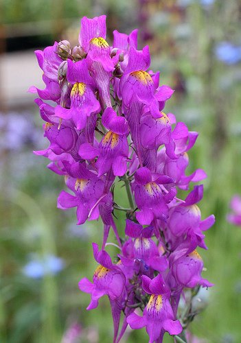 Linaria triornithophora | Giant Toadflax | Three Birds Flying | plant lust
