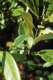 Persea borbonia | Red Bay | plant lust