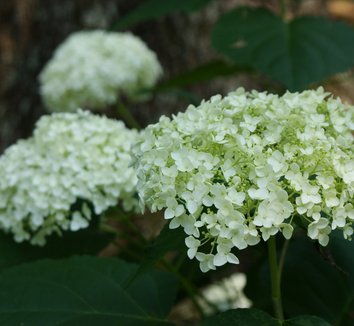 Hydrangeas Plus - plant lust