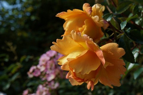 Rosa Pat Austin PP9527 | Rosa 'Pat Austin' | Pat Austin Rose | plant lust