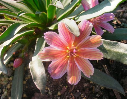 Lewisia 'Little Plum' | Lewisia longipetala 'Plum' | Lewisia ...
