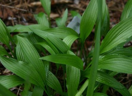 Hosta 'Purple Lady Finger' | plant lust