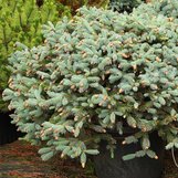 Picea pungens 'Ruby Teardrops' | Ruby Teardrops Colorado Spruce | plant ...