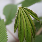 Rubus lineatus | Bramble | Silky-leaved Berry | plant lust