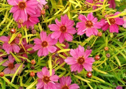 Coreopsis 'Pink Lemonade' PP18265 | Pink Lemonade Hybrid tickseed ...