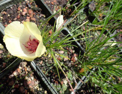 Alyogyne hakeifolia yellow-flowered | Alyogyne hakeifolia 'Yellow ...