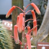 Aloe rauhii | Aloe rauhii 'Snowflake' | Aloe x 'Snowflake' | Snowflake ...