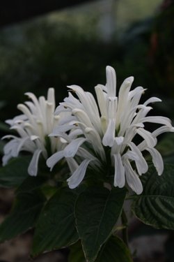 Justicia carnea 'Alba' | Justicia carnea alba | White Brazilian Plume ...