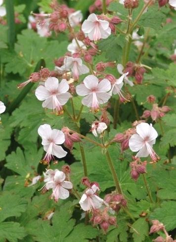 Geranium macrorrhizum 'Ingwersen's Variety' | Hardy Geranium ...