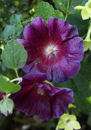 Alcea rosea 'Halo Purple' | Hollyhock | plant lust