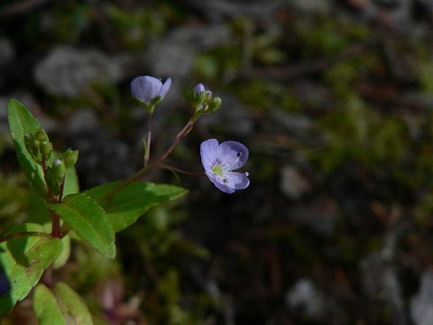 Veronica americana | American Brooklime | American Speedwell | plant lust