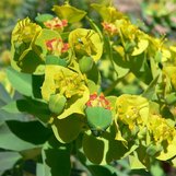Euphorbia rigida | Gopher Plant | Rigid Spurge | plant lust