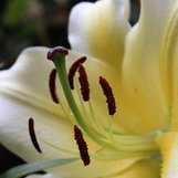 Lilium 'Conca D'Or' | Conca D'Or Oriental Lily | plant lust