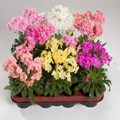 Lewisia cotyledon [Elise Mixed] | Lewisia cotyledon 'Elise Mix ...