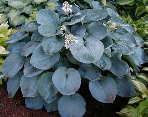 Hosta 'Sea Grotto' | | plant lust
