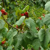 Chiranthodendron pentadactylon | Devil's Hand Tree | Mexican Hand Tree ...