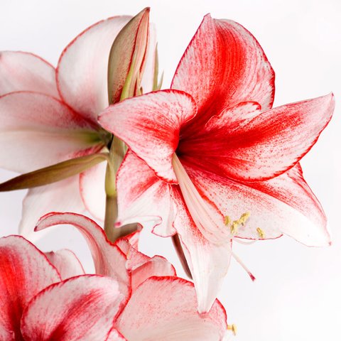 Hippeastrum 'Charisma' | Amaryllis 'Charisma' | Amaryllis 'Chrisma ...