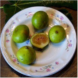 LSU Gold Fig | plant lust