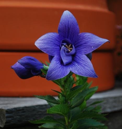 Platycodon grandiflorus 'Astra Blue Double' | Platycodon 'Astra Double ...