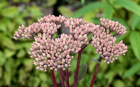 Sedum 'Ruby Glow' | Sedum cauticola 'Robustum' | Rosy Glow Stonecrop ...