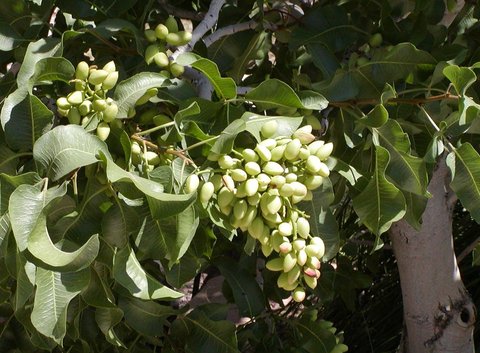 Pistacia vera 'Kerman' | Pistachio | plant lust
