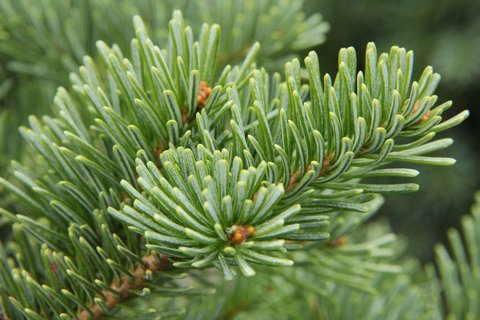 Abies lasiocarpa 'Mulligan's Dwarf' | Mulligan's Dwarf Alpine Fir ...