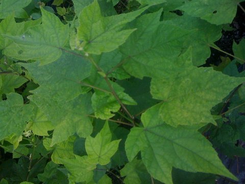 Abutilon sp. | Red Flowering Maple | plant lust