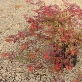 Acer palmatum 'Scarlet Princess' | Scarlet Princess Japanese Maple ...