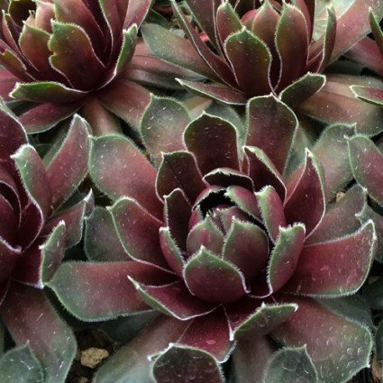Sempervivum 'Ruby Heart' | Sempervivum 'Ruby Hearts' | Ruby Heart Hens ...