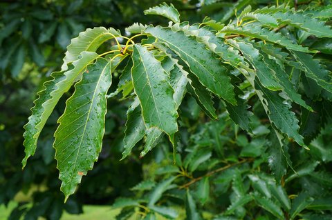 Quercus muehlenbergii | Quercus acuminata | Quercus acuminata | Quercus ...
